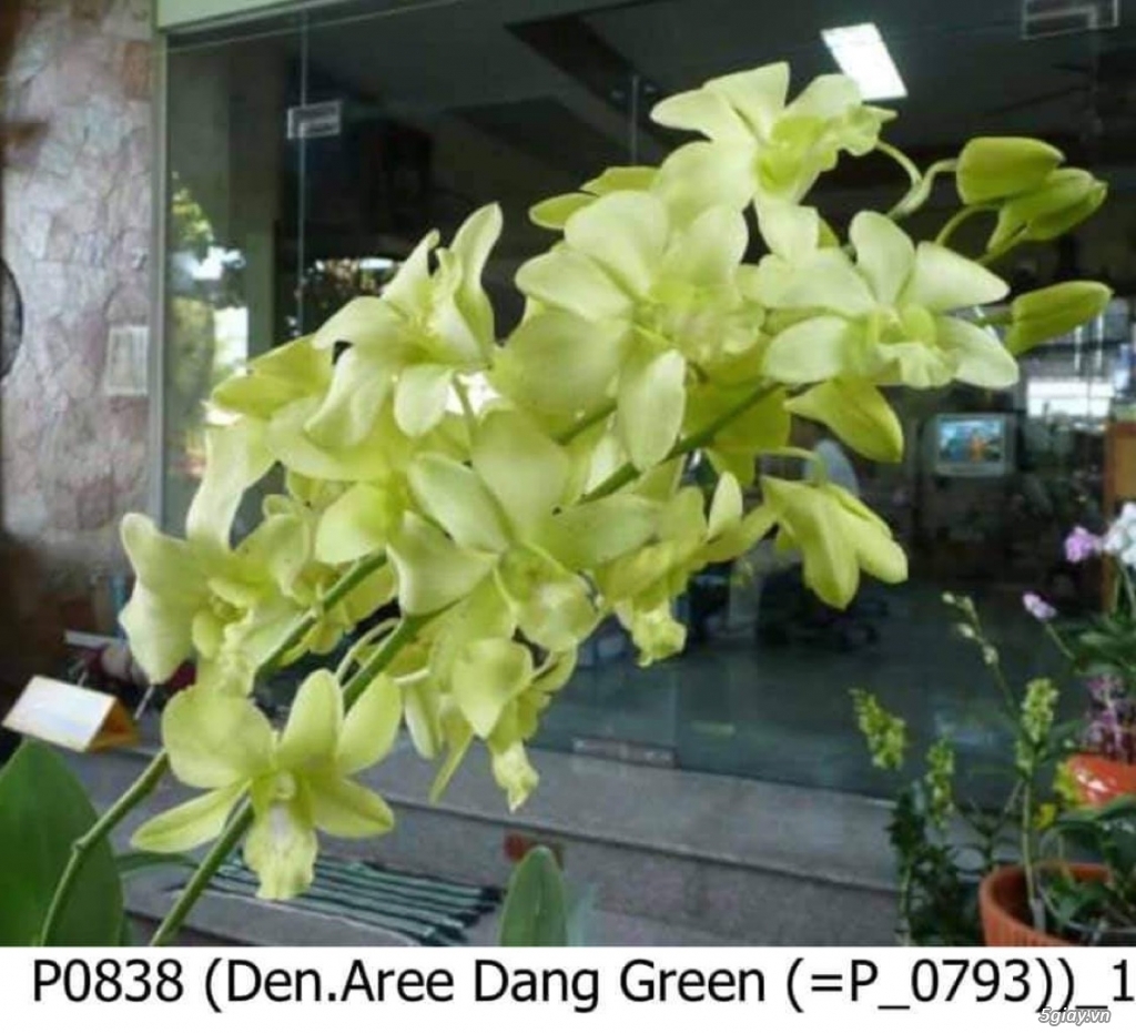 Hoa Lan Denro màu giá rẻ | 5giay