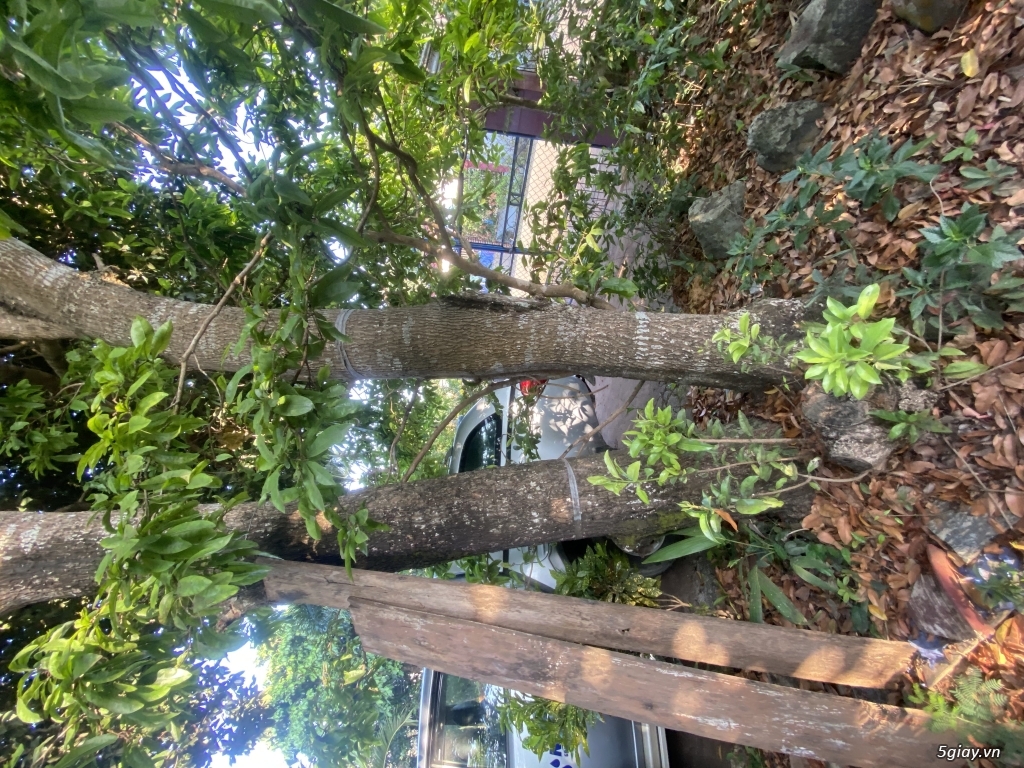 bán cây sa-bô-chê (saboche) hoành ~260 | 5giay