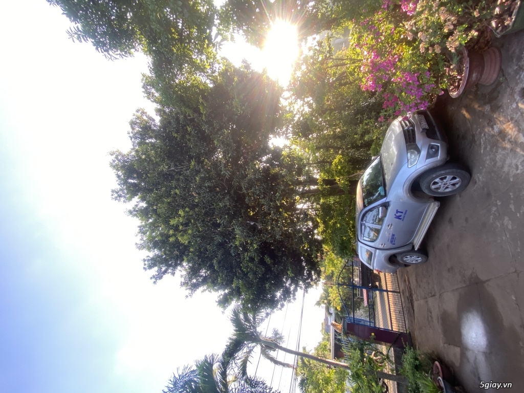 bán cây sa-bô-chê (saboche) hoành ~260 | 5giay