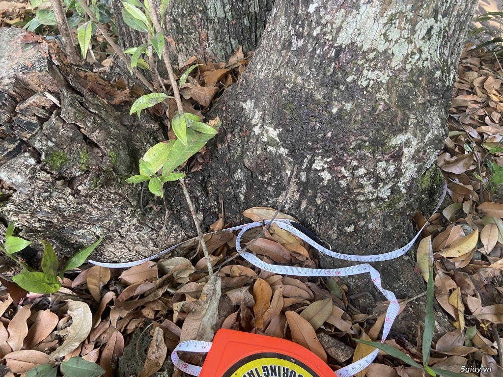 bán cây sa-bô-chê (saboche) hoành ~260 | 5giay