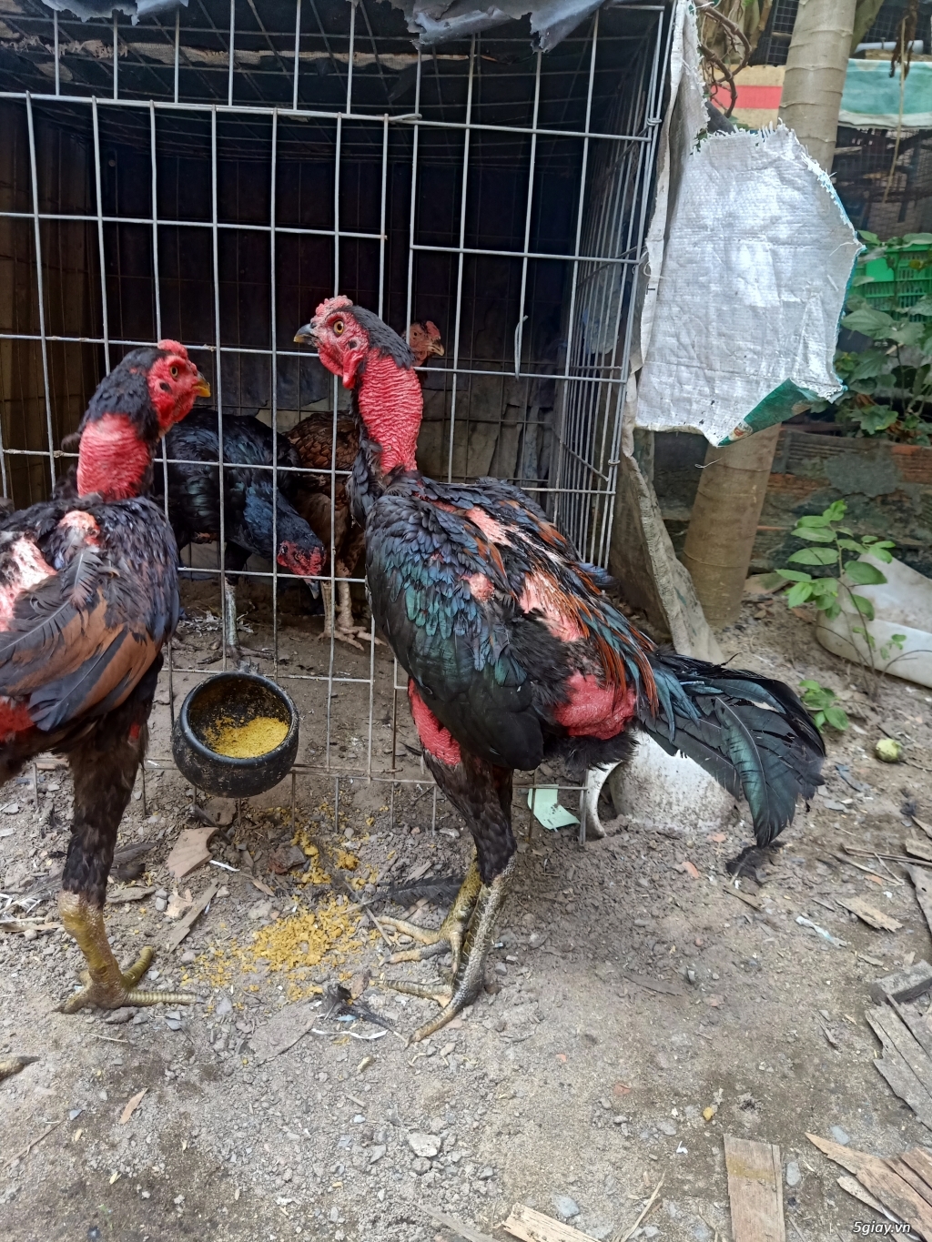 Bán gà chọi con.gà đòn Bình Dương | 5giay