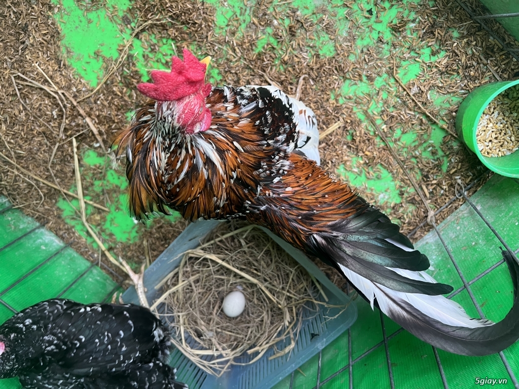Gà tre kiểng mini | 5giay