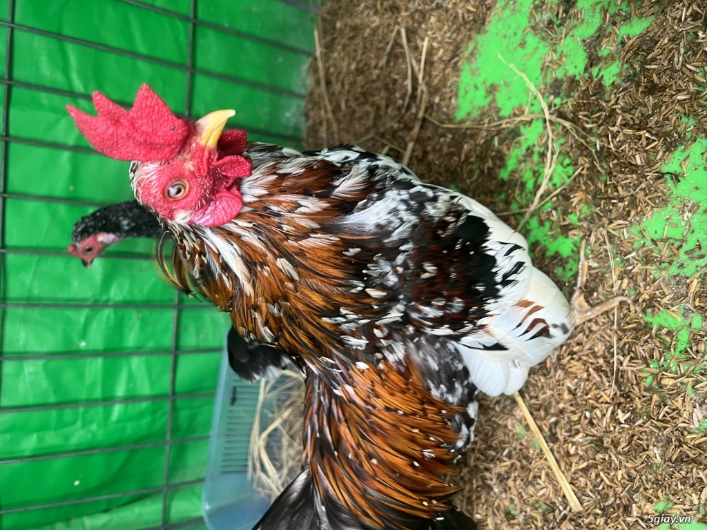 Gà tre kiểng mini | 5giay