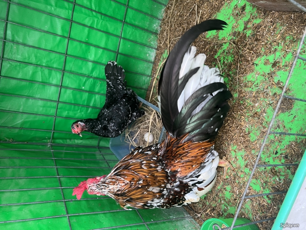 Gà tre kiểng mini | 5giay