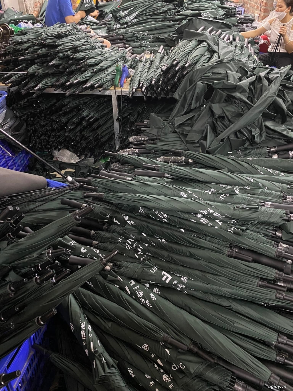 Ô DÙ CAO CẤP IN LOGO | 5giay