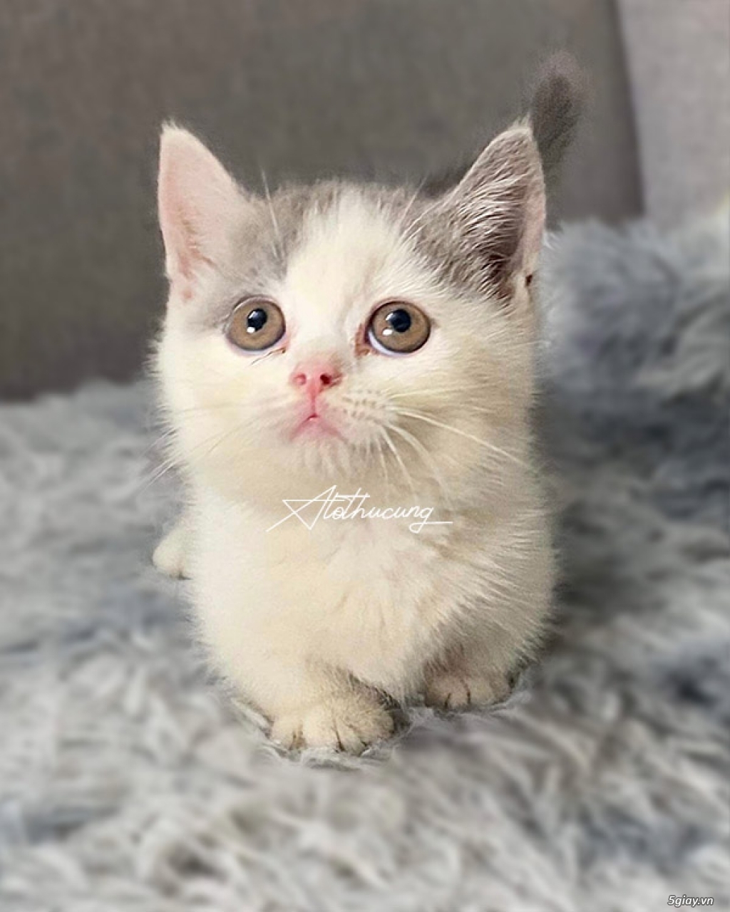 Mèo Munchkin, Mèo anh lông ngắn chân lùn giá rẻ | 5giay