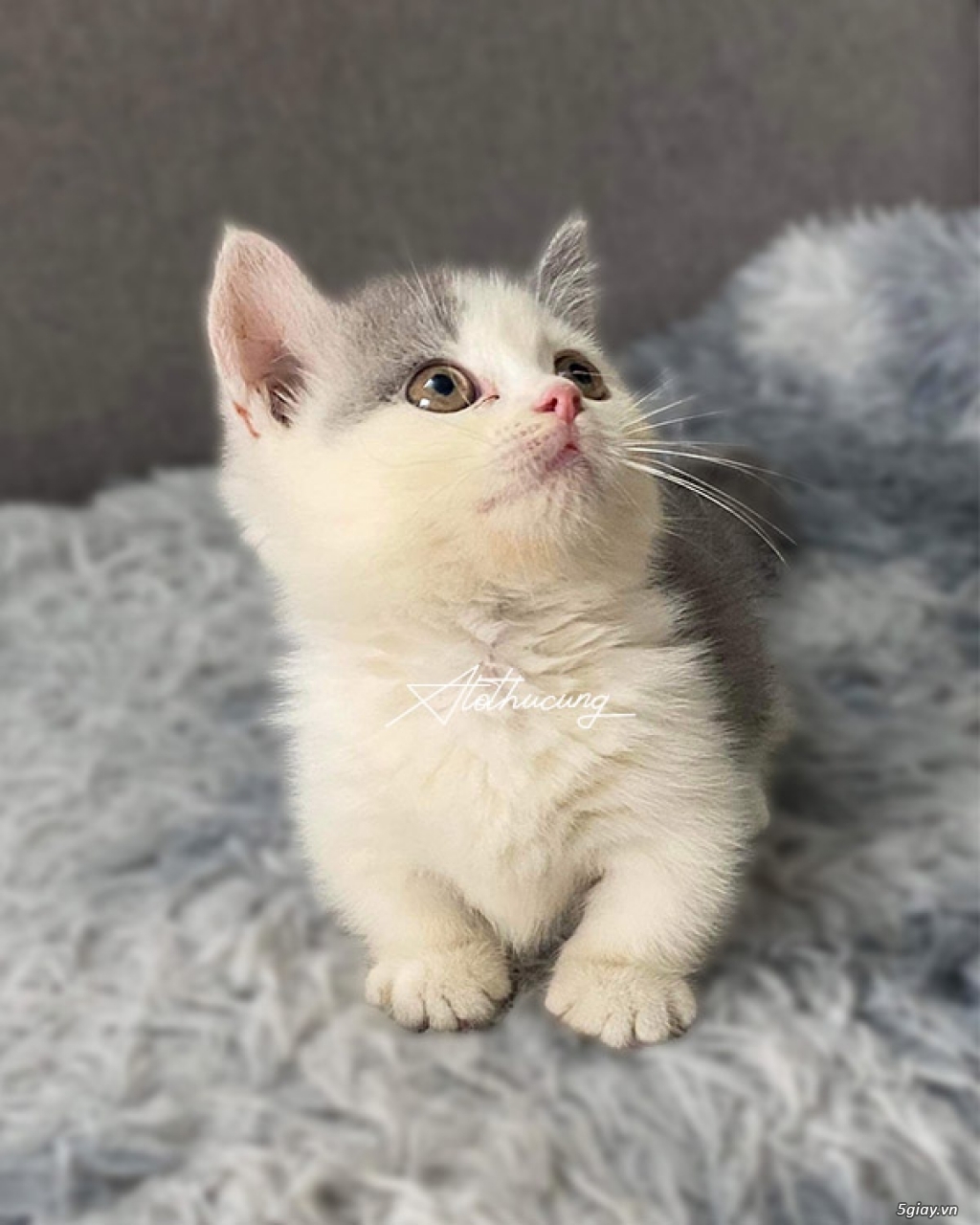 Mèo Munchkin, Mèo anh lông ngắn chân lùn giá rẻ | 5giay