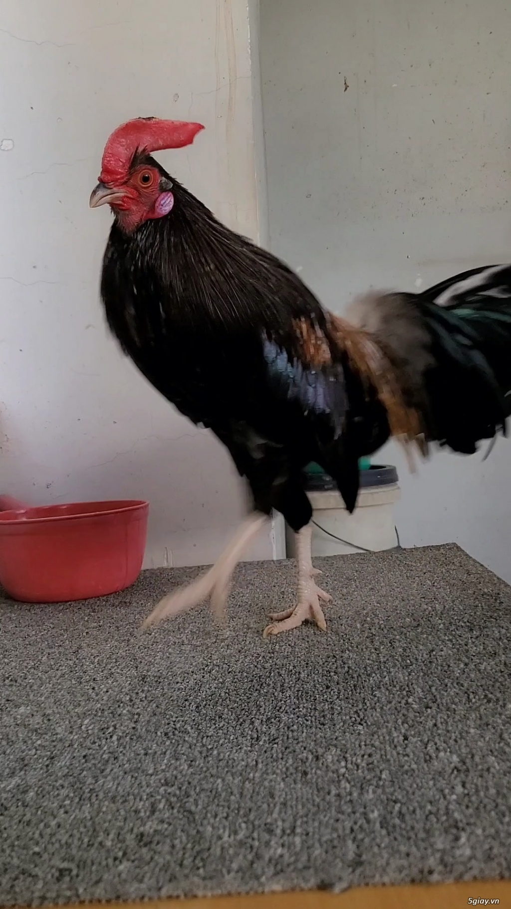 Butcher 1.3kg | 5giay