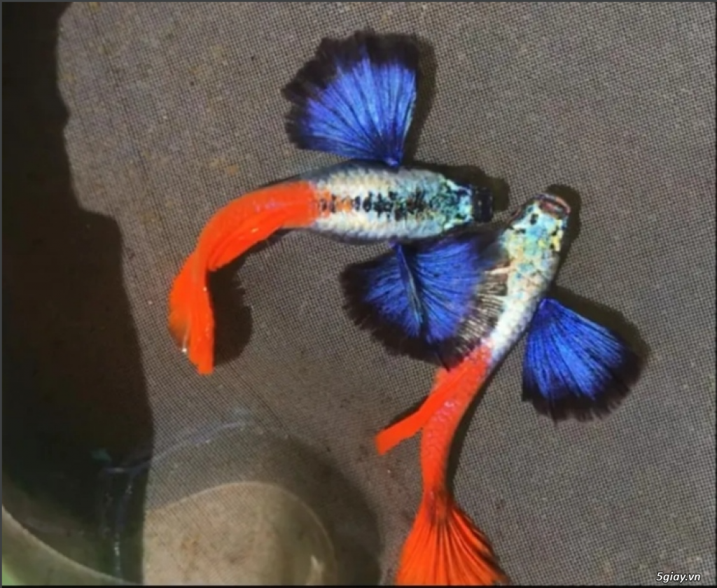 Cá cảnh Dumbo red tail thủy sinh ngoài trời không oxy | 5giay