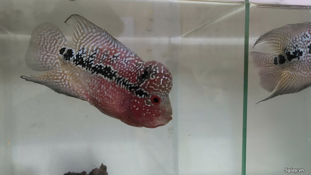 La hán kamfa F3, ngoại hình đỏ đẹp, đầu bung to, cá ăn bơi khoẻ xung ...